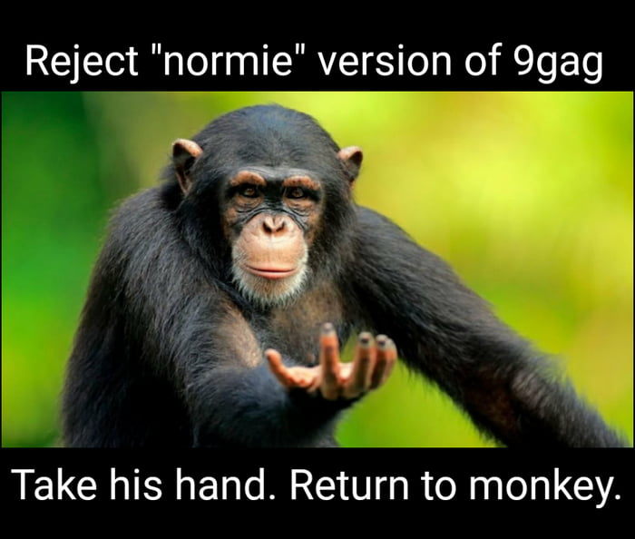 Forget about war, politics and human problems. Embrace monkey. Share a ...
