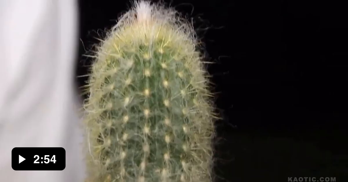 One man one cactus - 9GAG