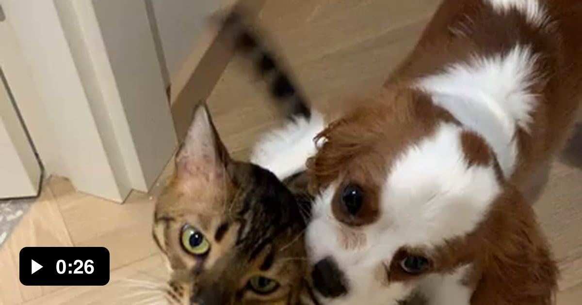 Misha, the most patient cat in the world - 9GAG