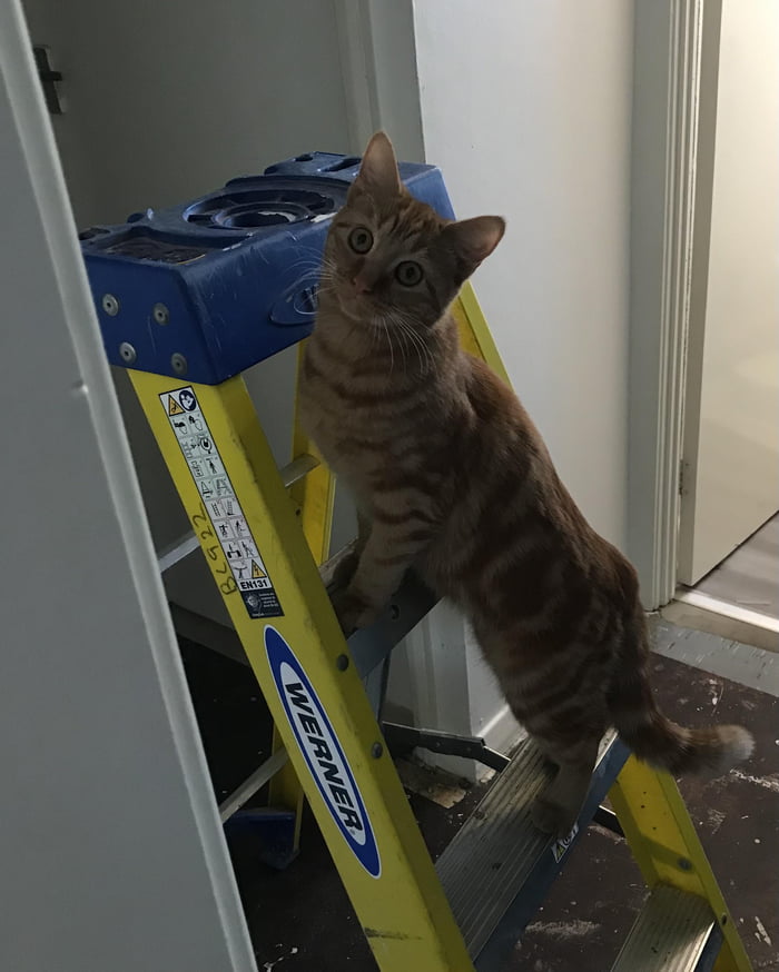 She’s here to paint the ceiling - 9GAG