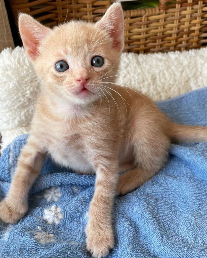 Kendall, a recently rescued princess - 9GAG