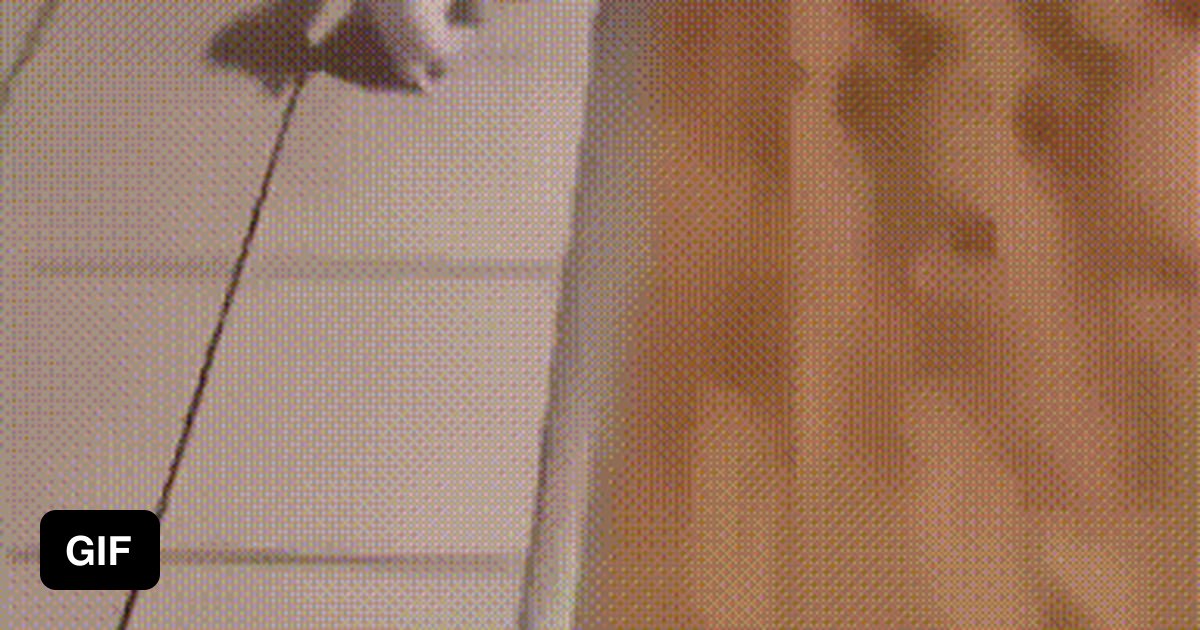 Cat breakdance - 9GAG