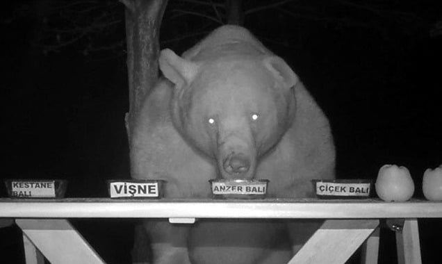 An agricultural engineer used this bear's night raids as a test to ...