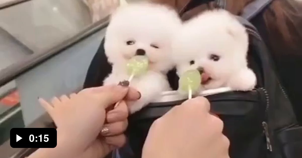 Cute and Funny - 9GAG