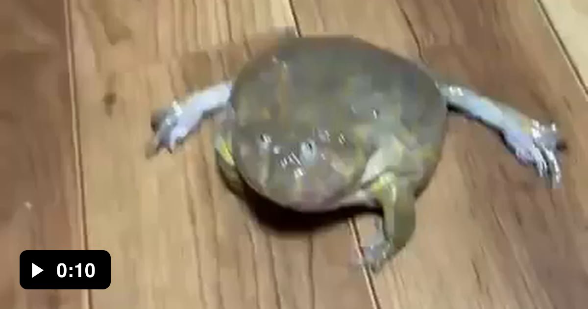 Frog scream - 9GAG