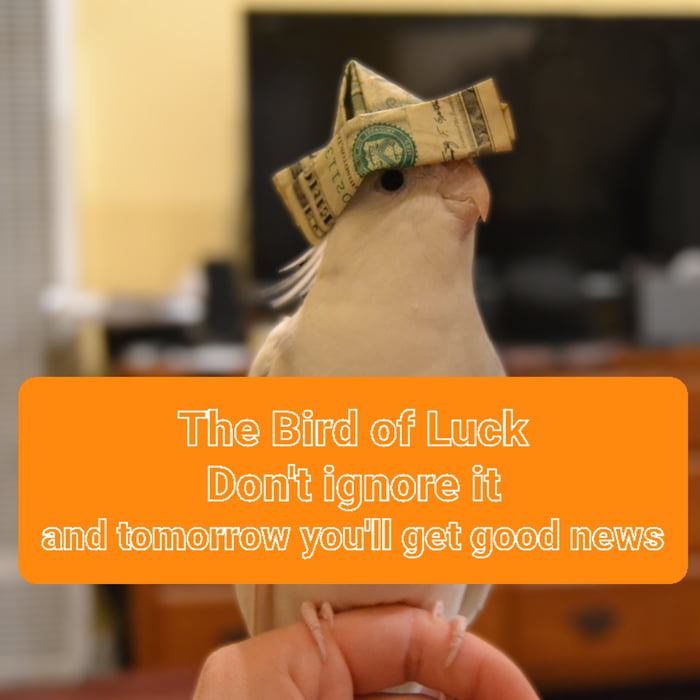 LEGENDARY BIRD OF LUCK - 9GAG