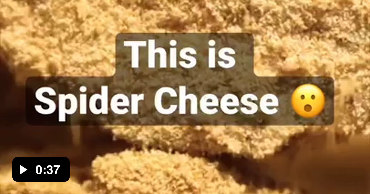 Ancient spider cheese from Germany. - 9GAG