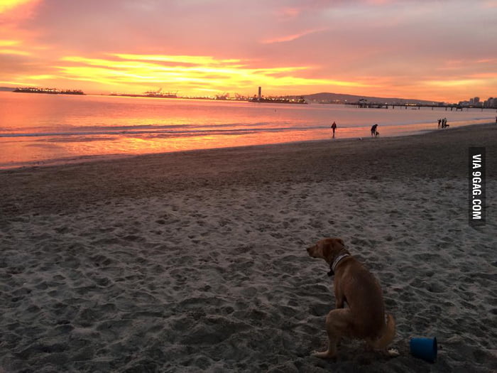 Possibly the most beautiful poo ever taken - 9GAG