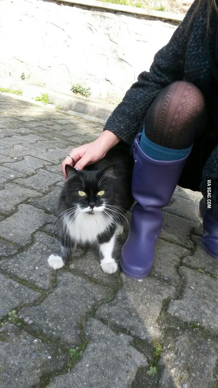 Na Na Na Catman - 9GAG