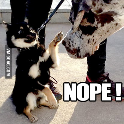 MEET NOPE DOG! - 9GAG