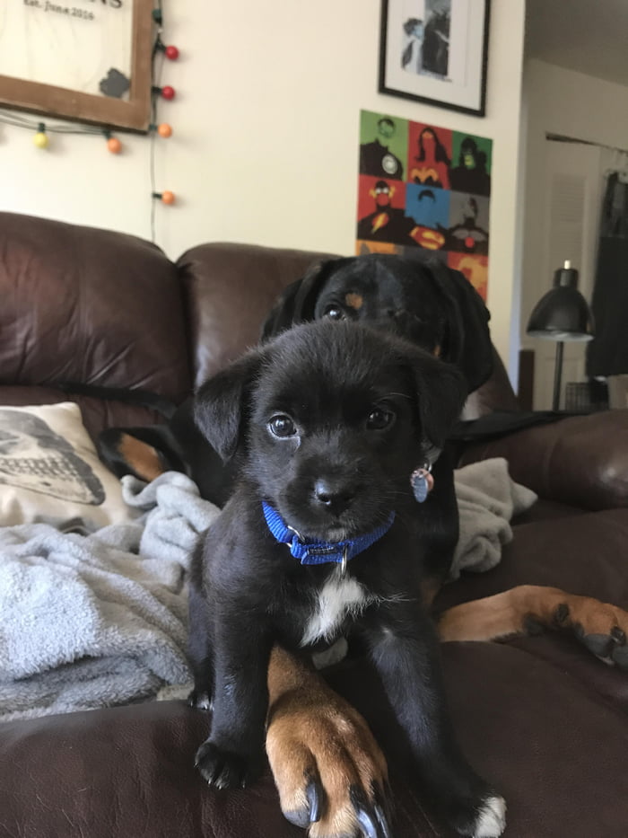 Say to hi to Ruby! - 9GAG