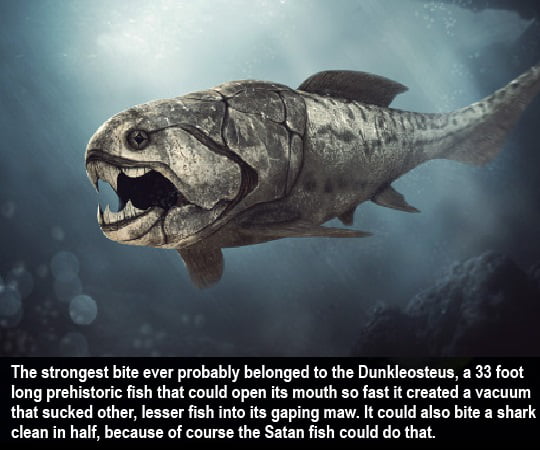 Big fishy nope - 9GAG