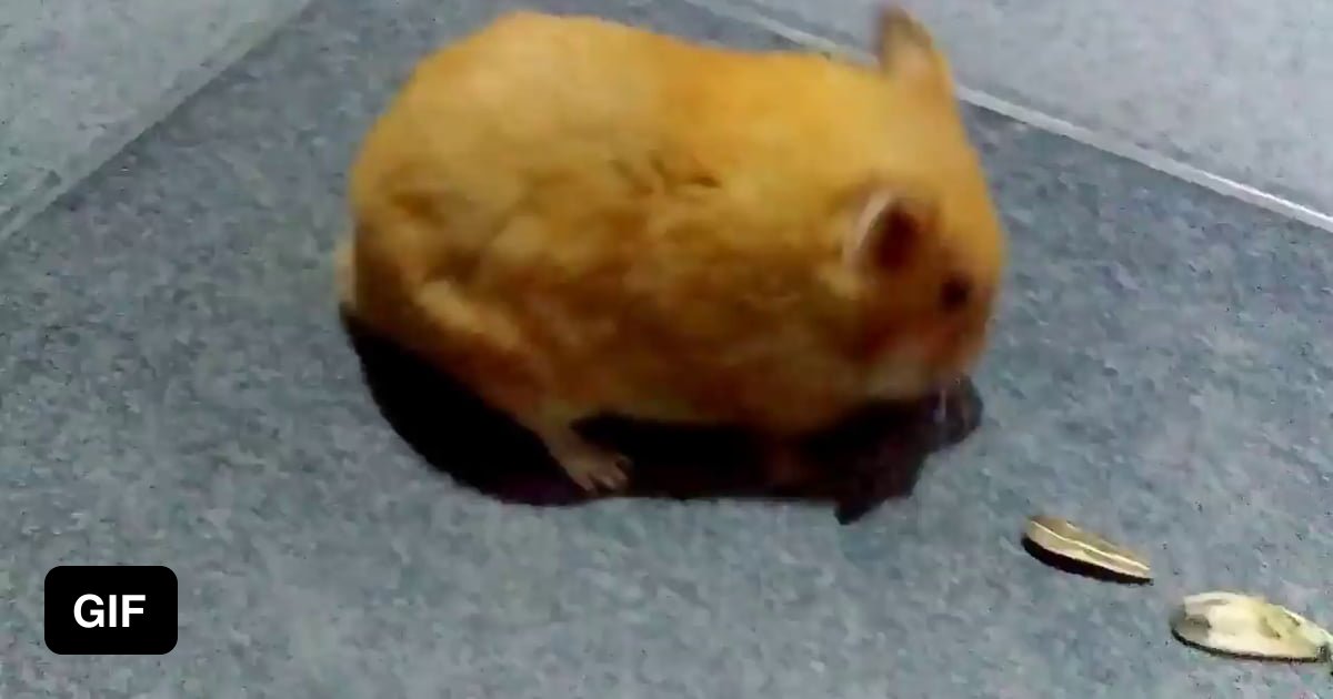 That one follower that likes all your posts - 9GAG