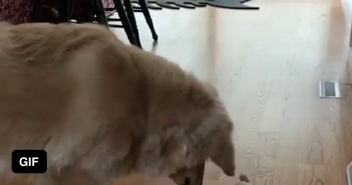 Robo pupper does doggo a bamboozle - 9GAG