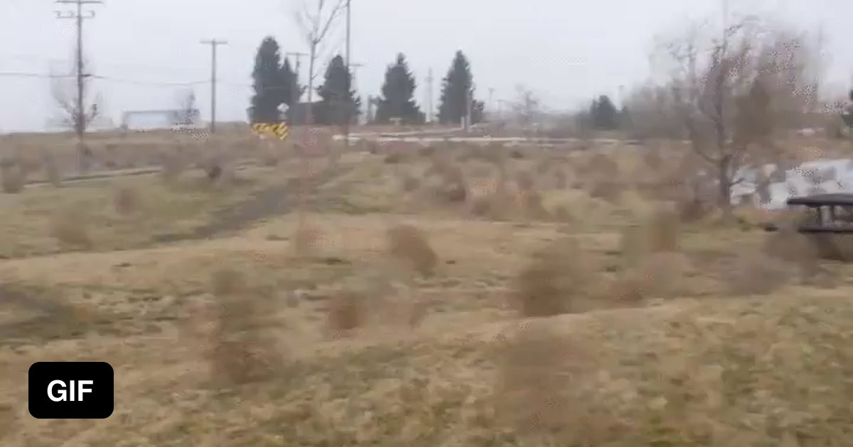 The annual tumbleweed migration - 9GAG