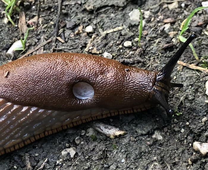 Slug breathing pore (pneumostome) - 9GAG