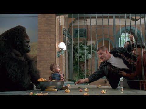 On May 28, 2016, a three-year-old boy climbed into a gorilla enclosure ...