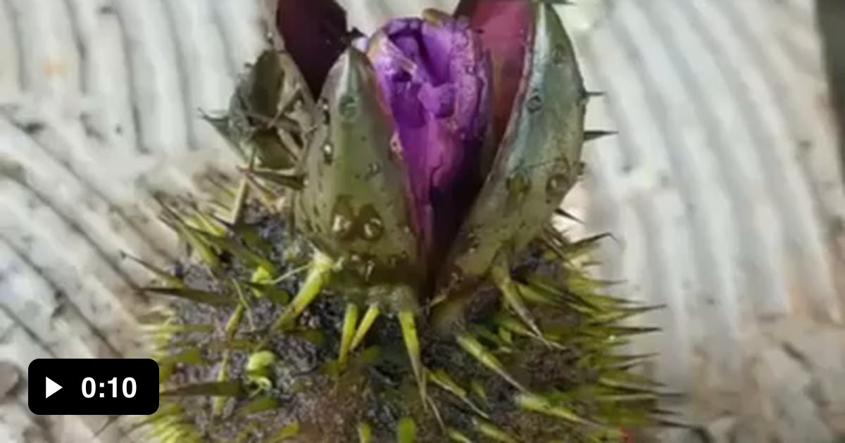 Getting fox nuts out of a prickly water lily - 9GAG