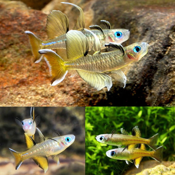 Pacific blue-eyes respond to changes in salinity (and the resulting ...