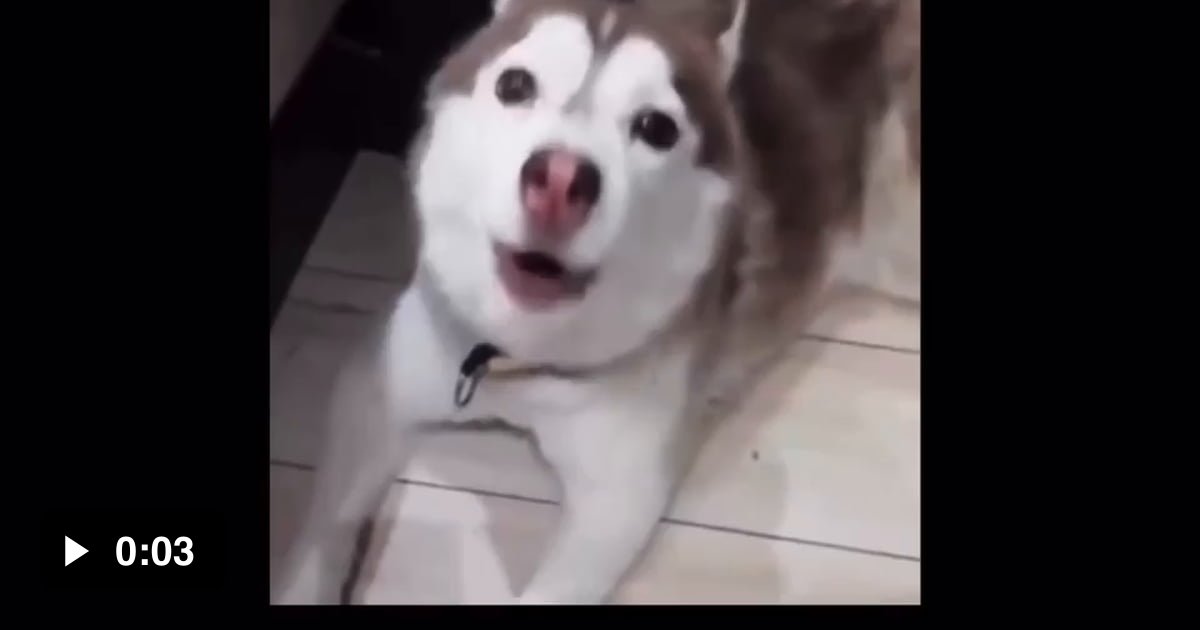 Husky screech - 9GAG