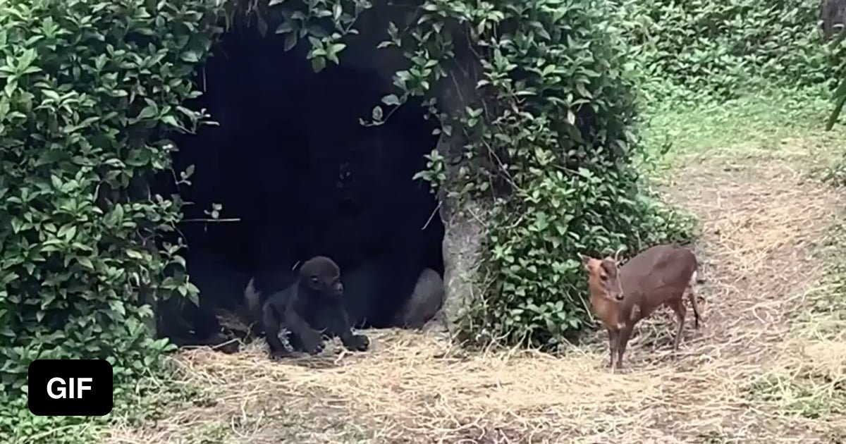 Baby Gorilla Jabali is curious about a Muntjac Deer, while his mom and ...