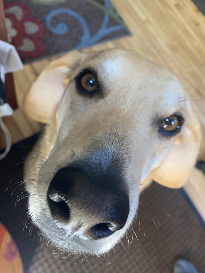 Boop the snoot - 9GAG