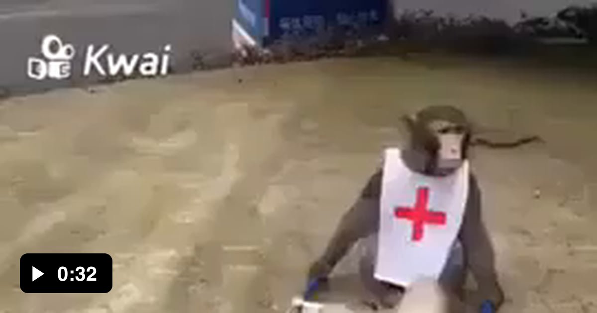 Monkey ambulance - 9GAG