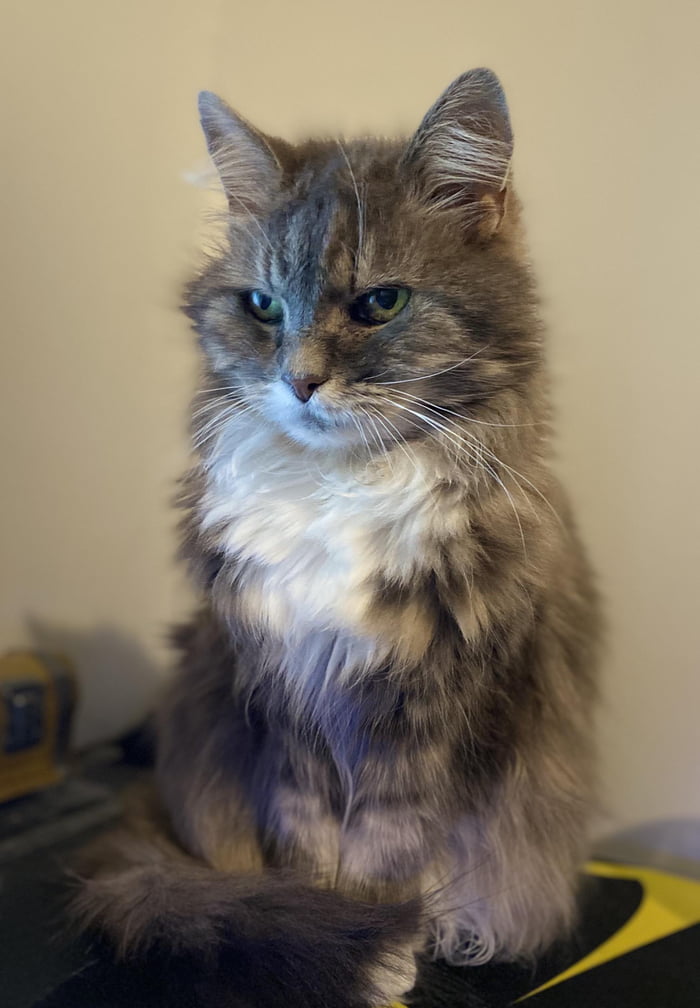 She’s been with me for 22 years and is still going strong - 9GAG
