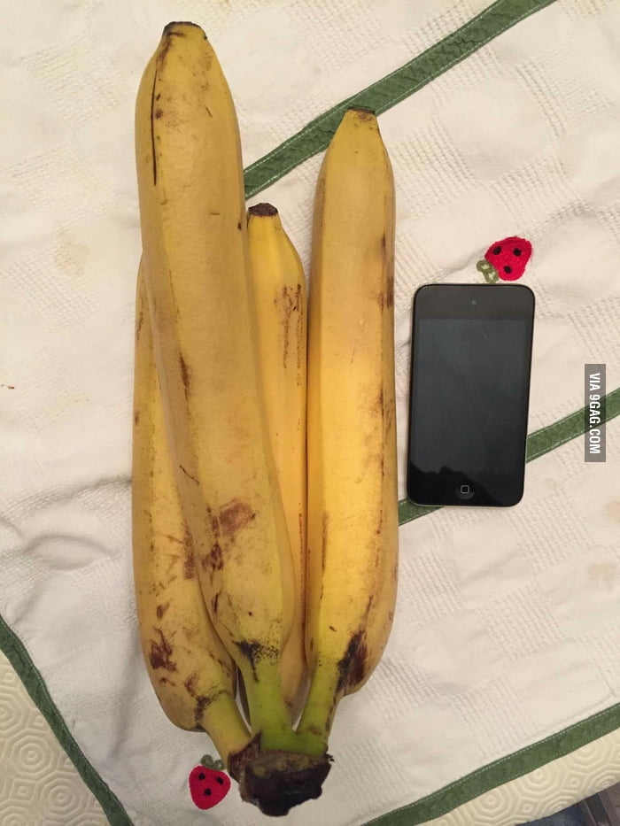 The new, revolutionary, precision measuring tool. Straight bananas. - 9GAG