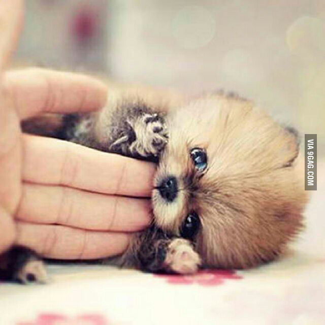 Om nom nom nom nom - 9GAG