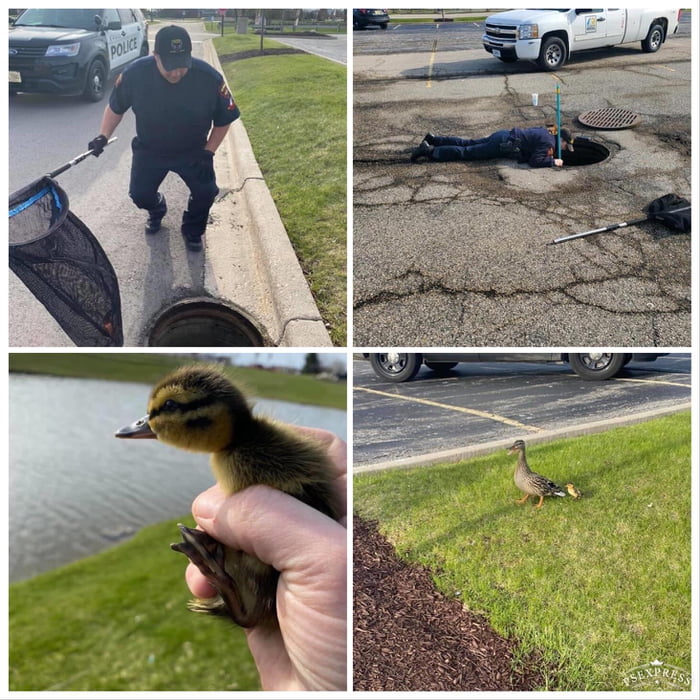 Hometown police department saving a duck today - 9GAG