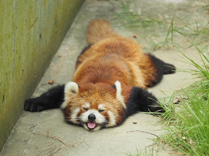 Now that’s a relaxed red panda - 9GAG
