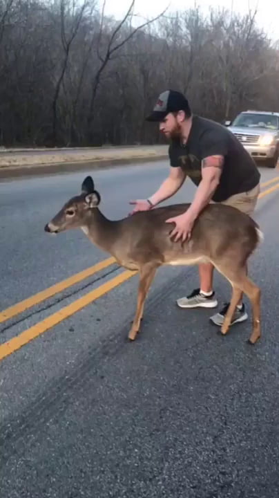 Scared deer gets helped off the road by a human bro - 9GAG