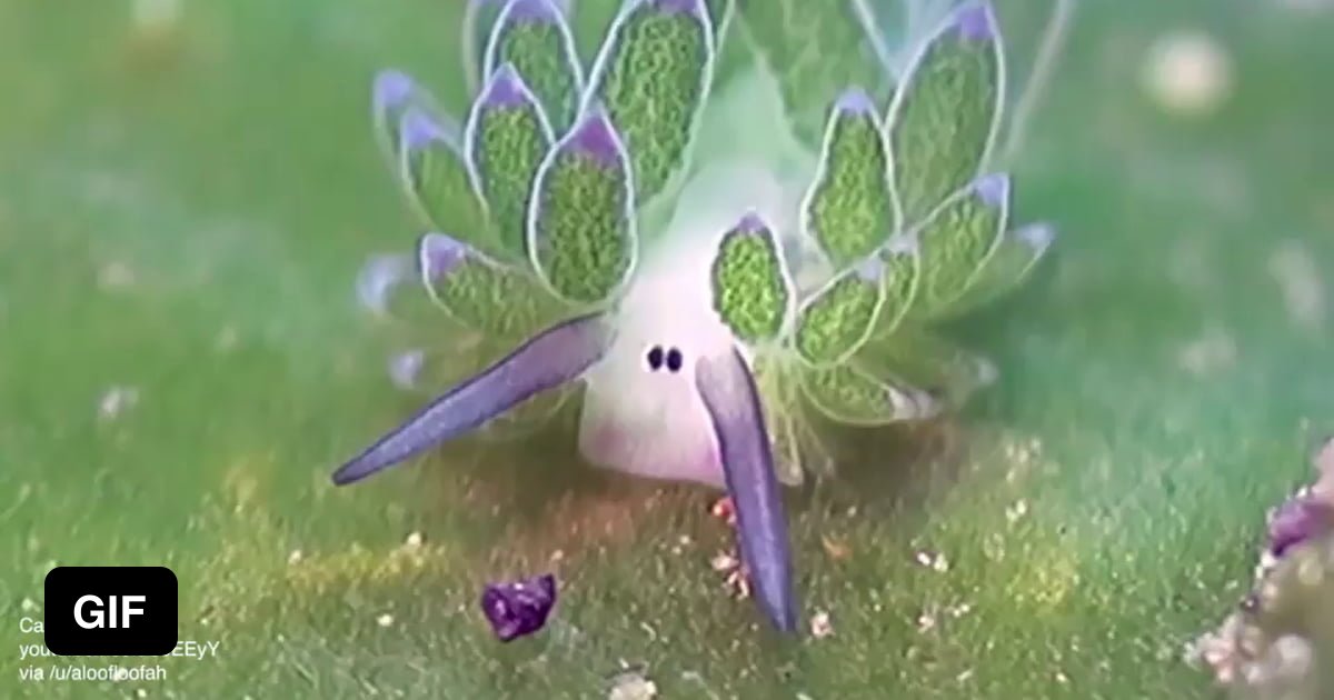 This is a leaf sheep (Costasiella kuroshimae) - 9GAG