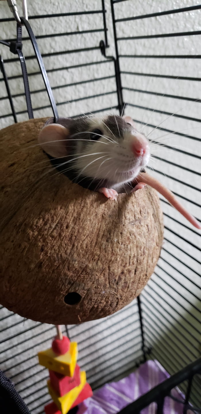 Rats can be cute too - 9GAG