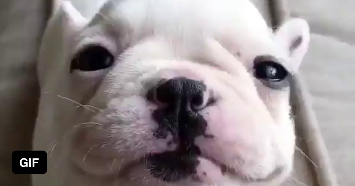 The happiest little pupper - 9GAG