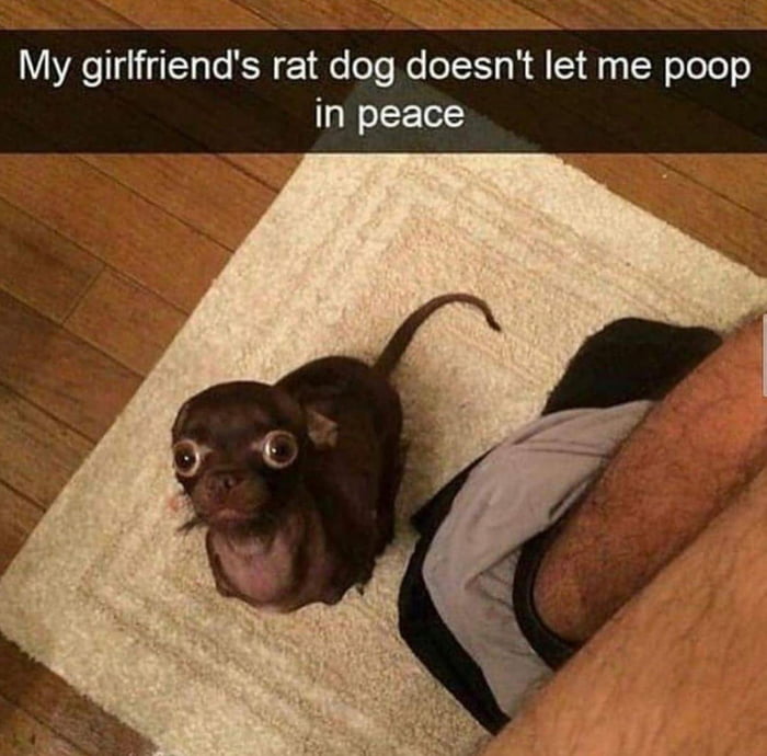 Doggo won't leave you - 9GAG