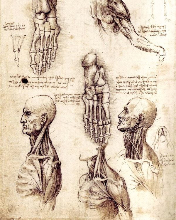 Davinci's super accurate depictions of the human anatomy during a time ...