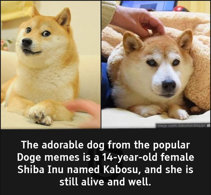 Lord Doge - 9GAG