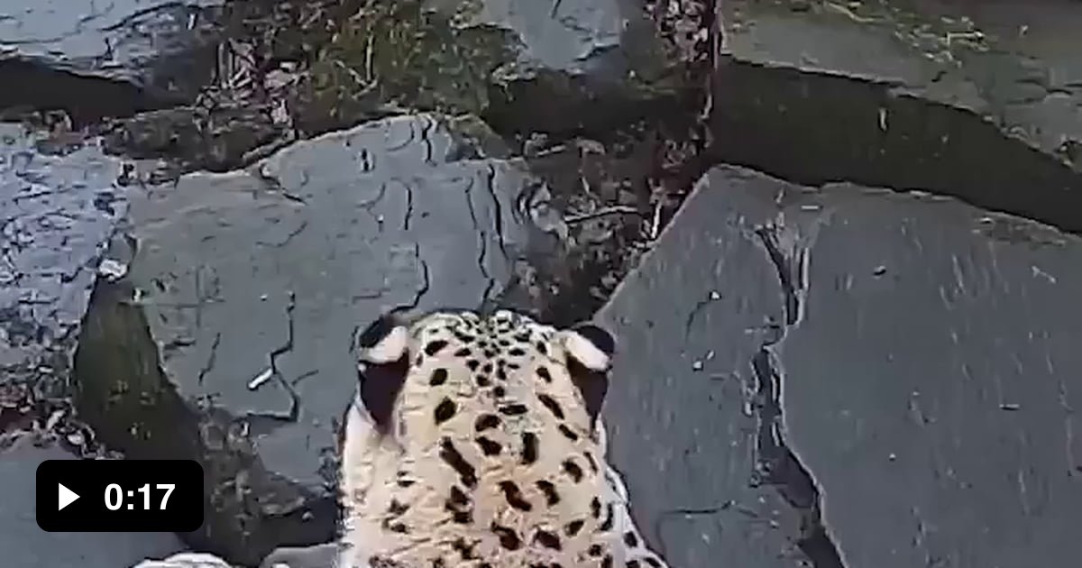 Jessie the snow leopard got scared by the camera. - 9GAG