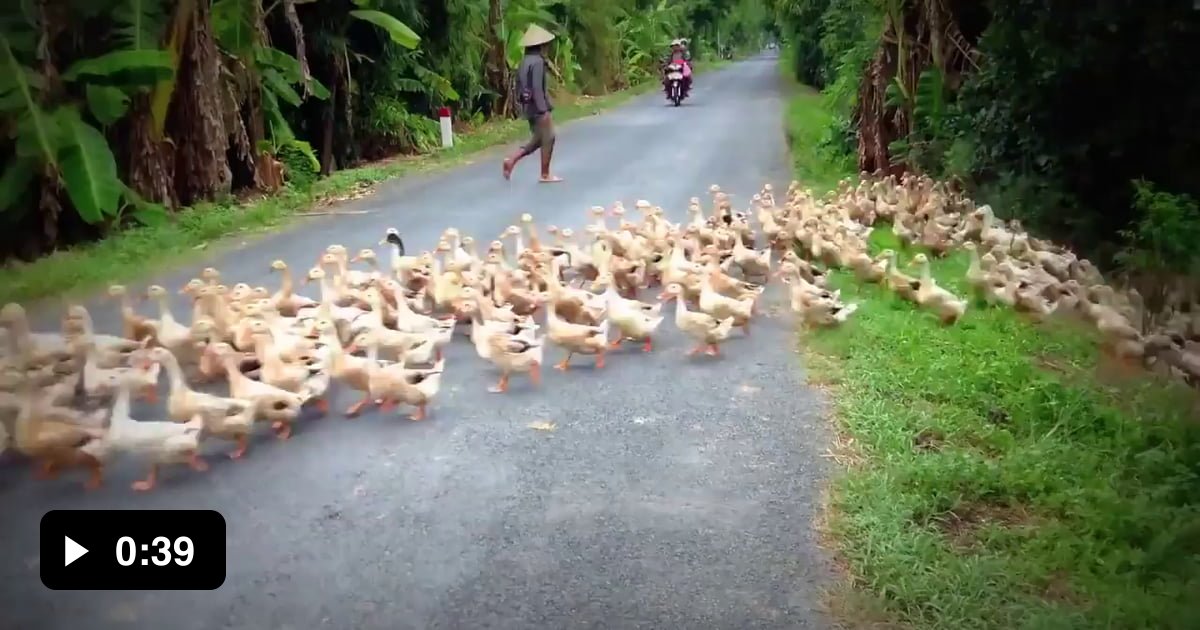 All the little feet tippy tapping across the road - 9GAG