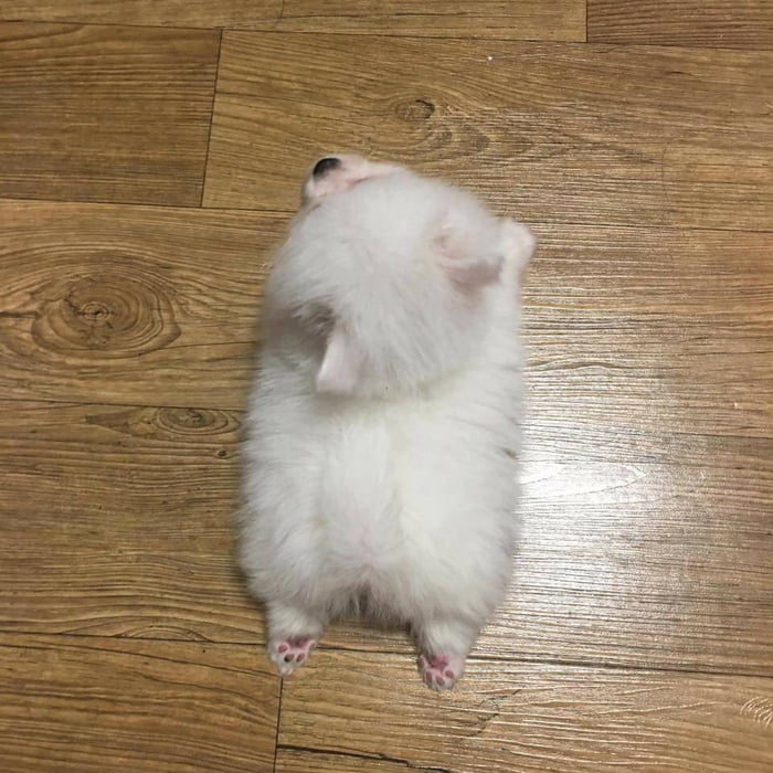 A fluffer sploot on the ground - 9GAG