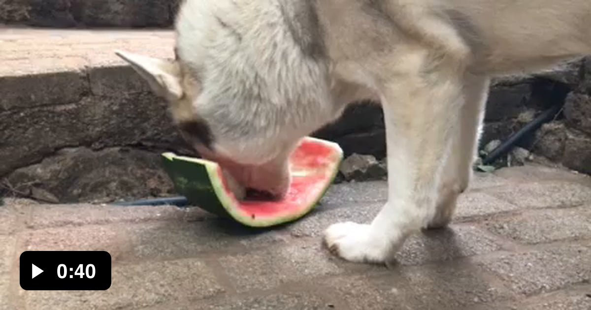 Husky Eating Watermelon - 9GAG