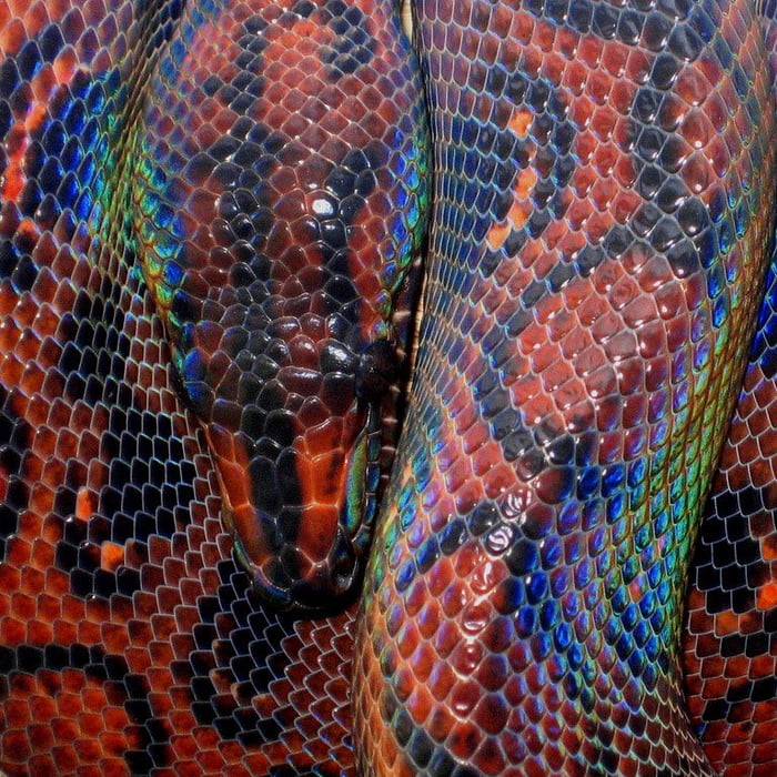 Rainbow boa - 9GAG