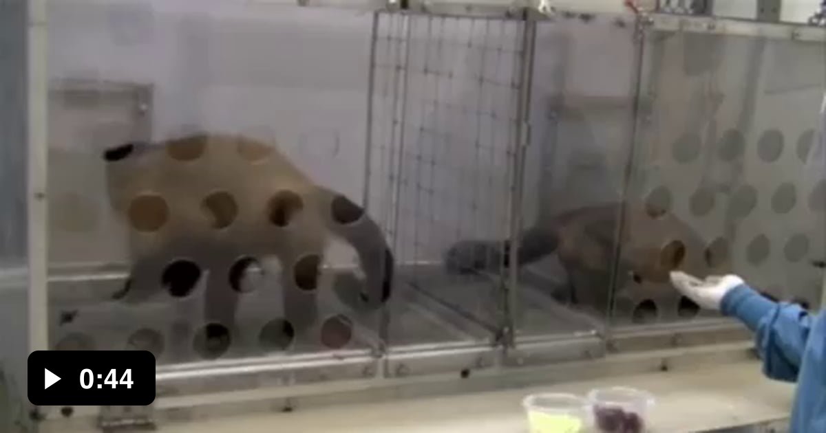 The left ape gets less for the same amount of work and his reaction is ...