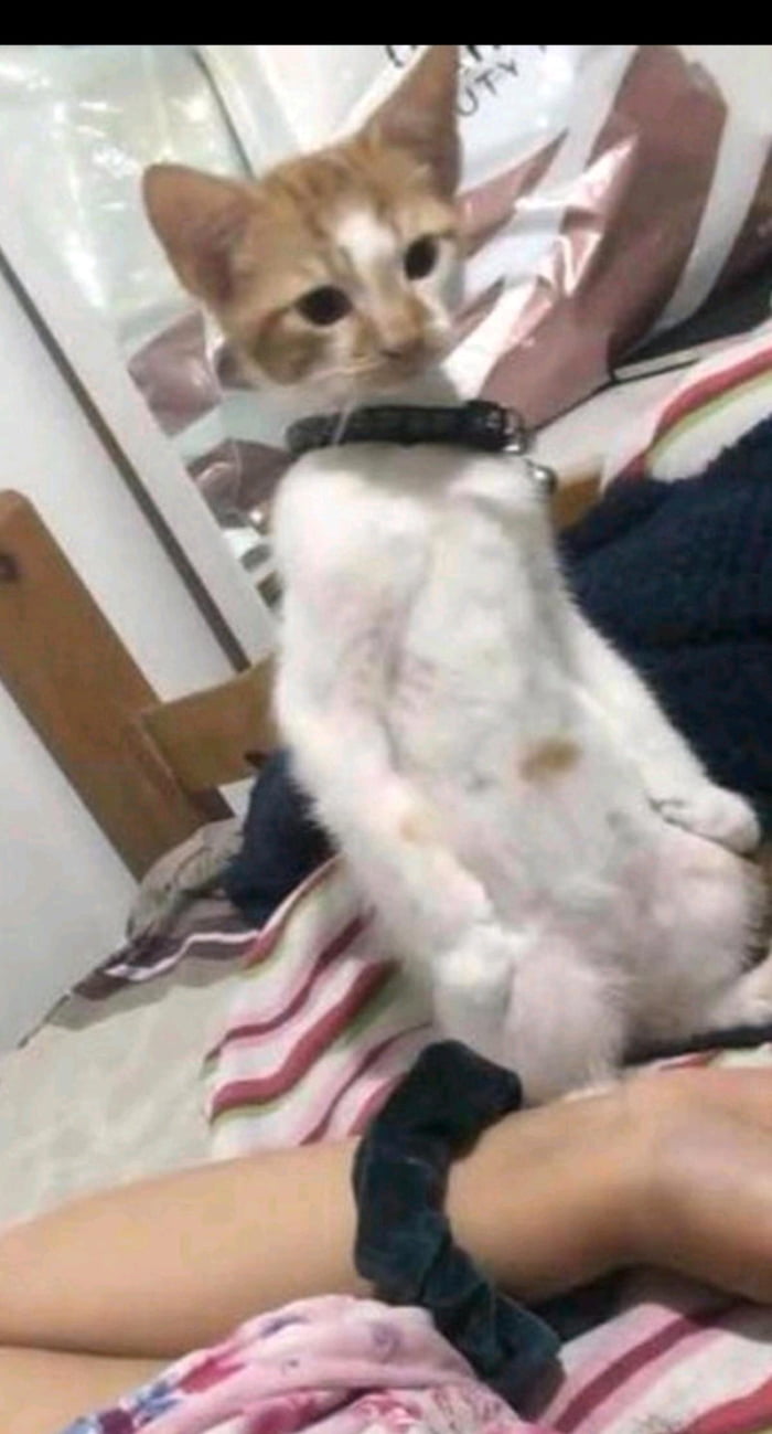 The evolved cat - 9GAG