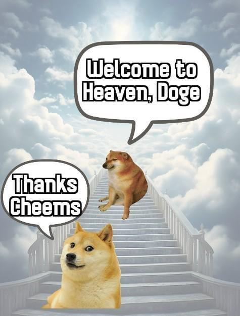 May, 24th : Kabosu, our Doge, left us. RIP good girl. - 9GAG
