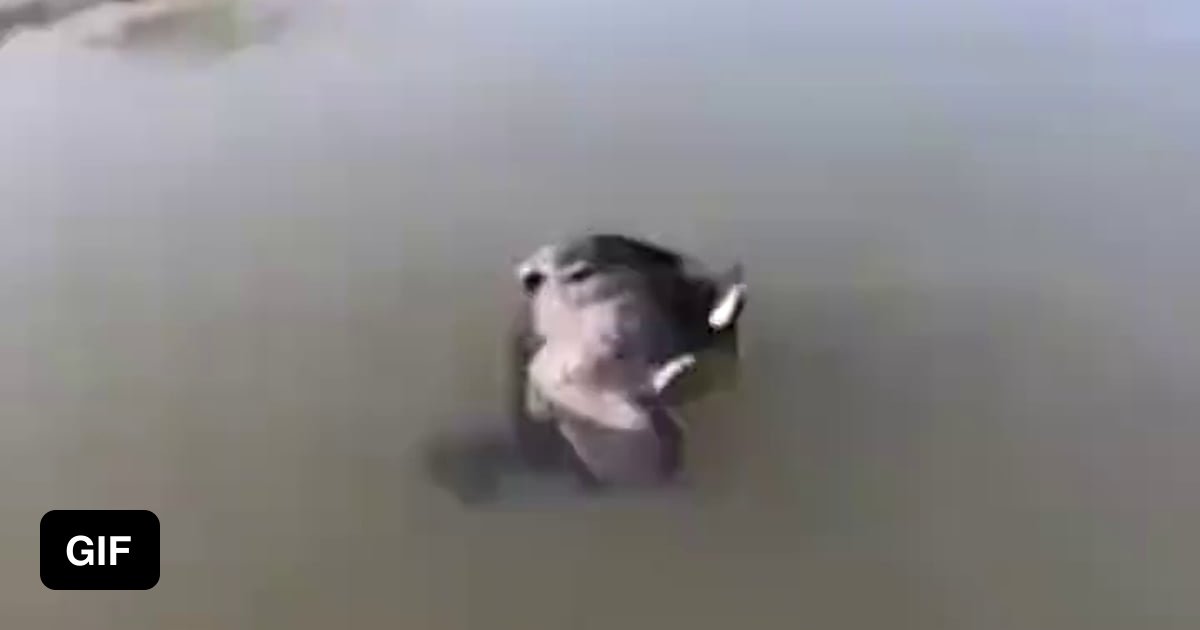 Why wouldn't that bird fly away? - 9GAG