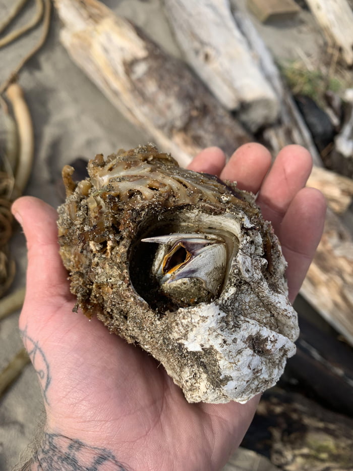 Of a barnacle - 9GAG