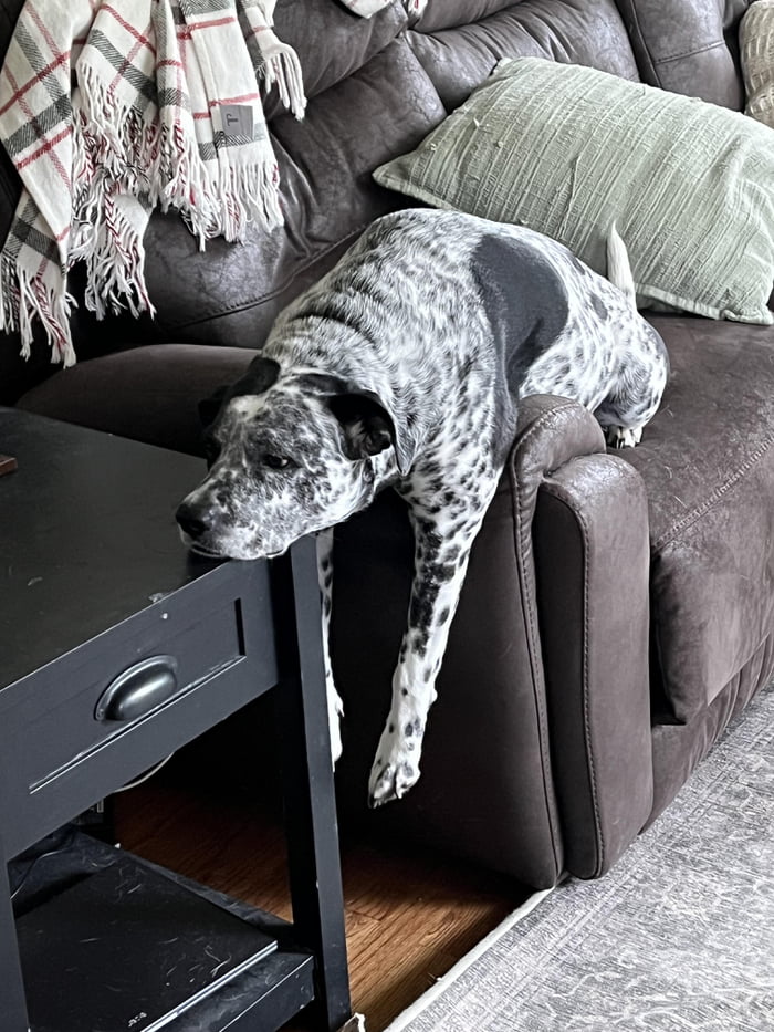 Just one of his many ways of getting comfy. - 9GAG